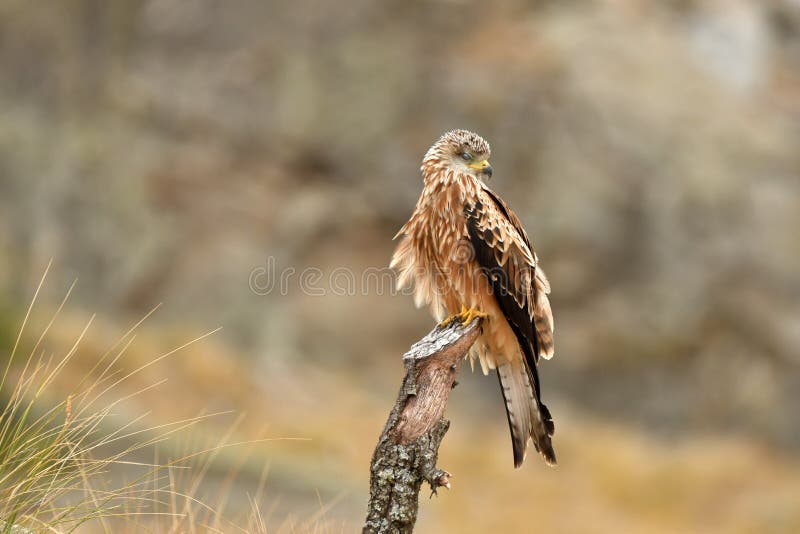 Red Kite Rests on Its Perch Stock Image - Image of mountains, light ...