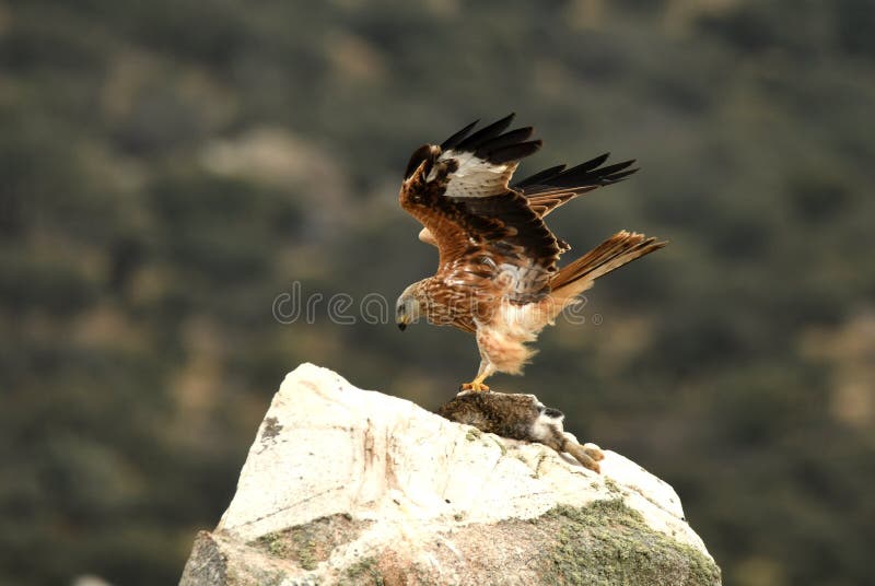 Red kite on a rock stock photo. Image of perches, adult - 259253450
