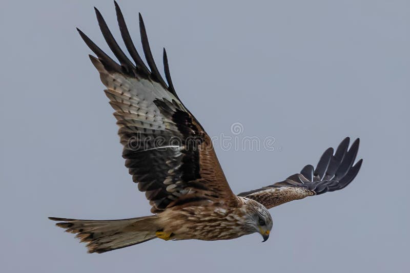 Red Kite Scouting for Prey through Clear Sky Above Clouds and Lush ...