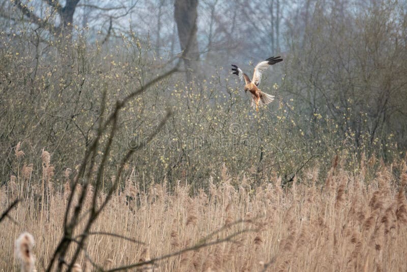 Red Kite Sits on a Stump, Wings Spread. Green Colors, Front View, Bird ...