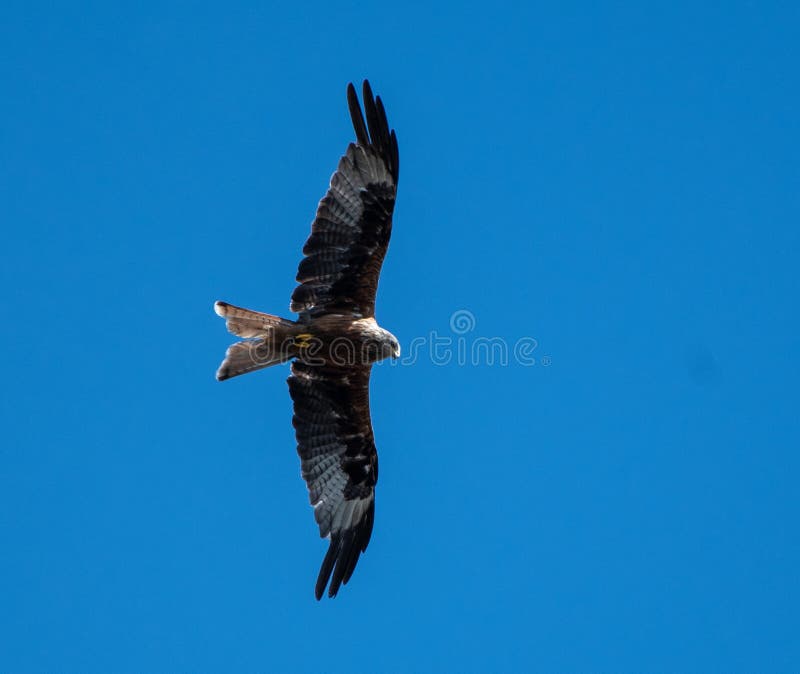 Red Kite soaring stock image. Image of feather, ornithology - 127695983