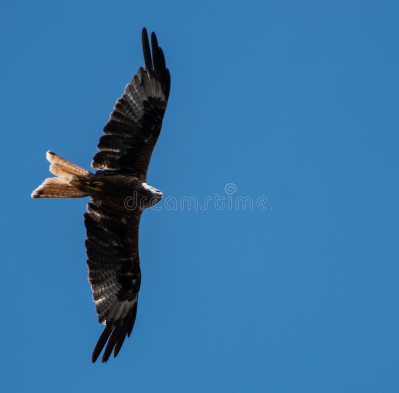 Red Kite soaring stock photo. Image of nature, flying - 127696108