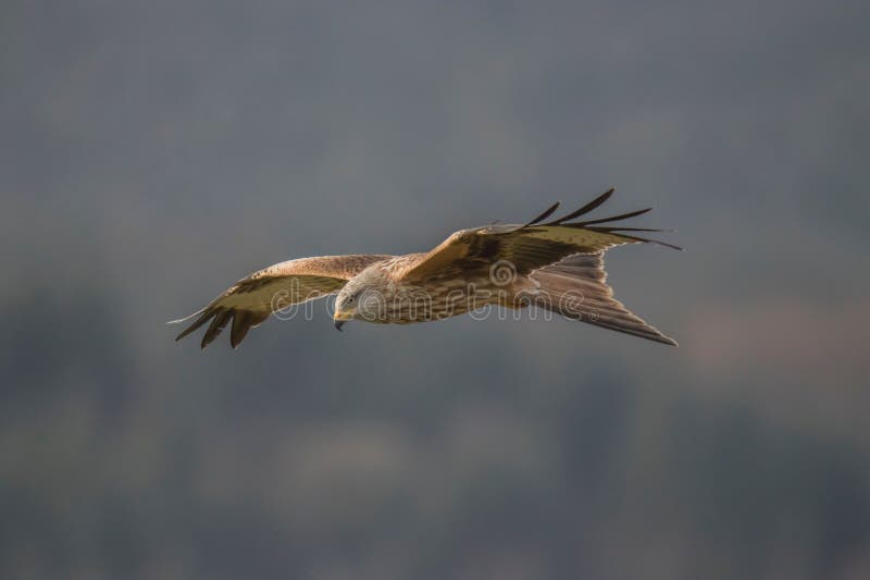Red Kite Soaring with Wings Outstretched Against a Cloudy Sky. Stock ...