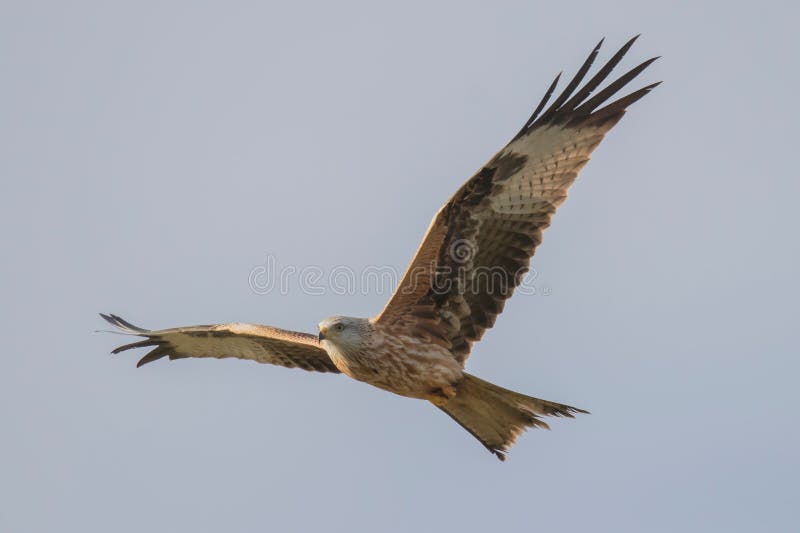Red Kite Soaring with Wings Outstretched Against a Cloudy Sky. Stock ...