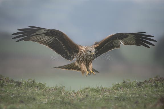 Red kite swooping stock photo. Image of kite, swooping - 138326904