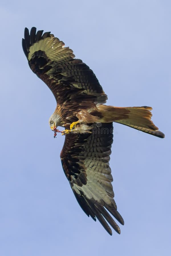 A Red Kite Taking Food from it`s Claws into it`s Beak Stock Image ...