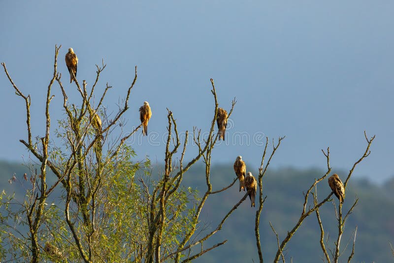 Red Kite in a tree stock photo. Image of migrans, outdoor - 260662406