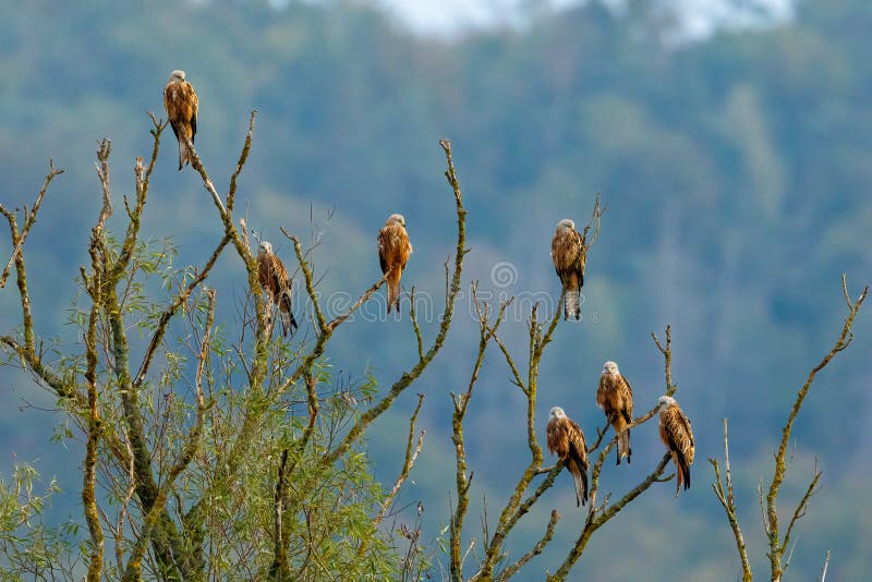 Red Kite in a tree stock photo. Image of migrans, watching - 260662384