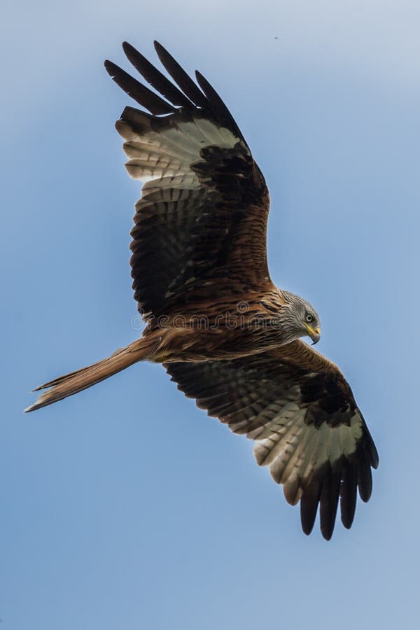 Red Kite stock image. Image of flight, milvus, ventral - 31045851