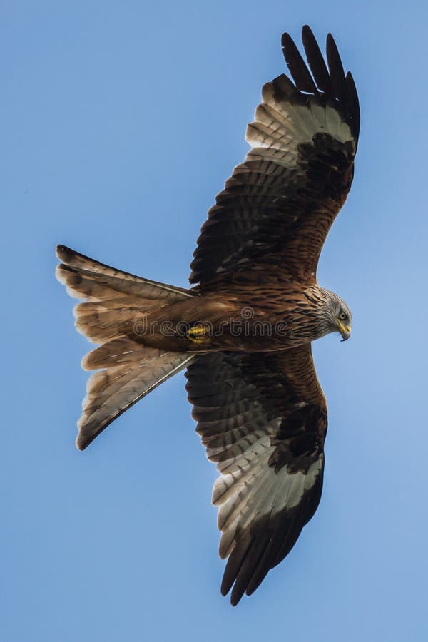 Red Kite stock image. Image of flight, milvus, ventral - 31045851