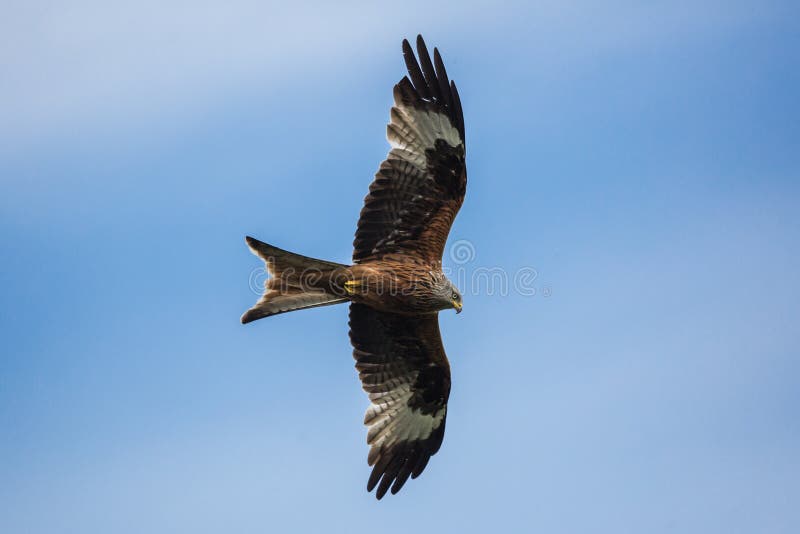 Red Kite stock image. Image of flight, milvus, ventral - 31045851