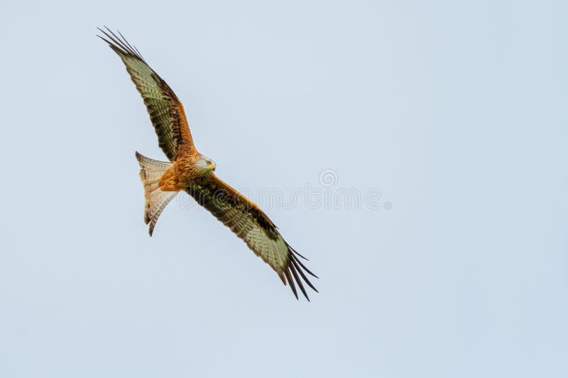 Red Kite in Wales stock image. Image of bird, head, feathers - 300571437