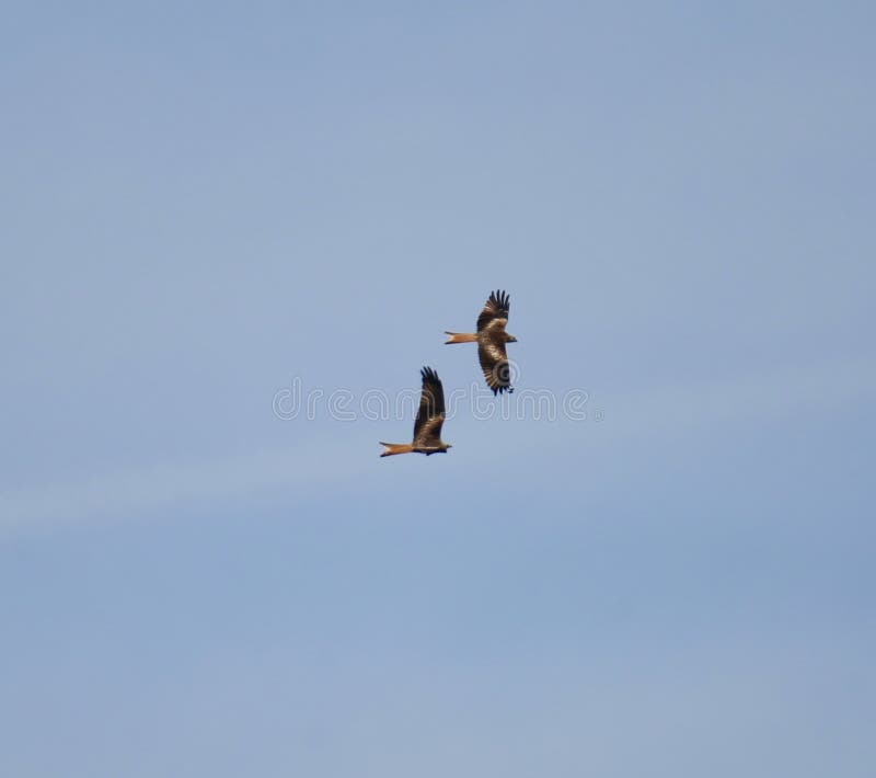 Red kites in flight stock photo. Image of flying, birdsofprey - 369242822