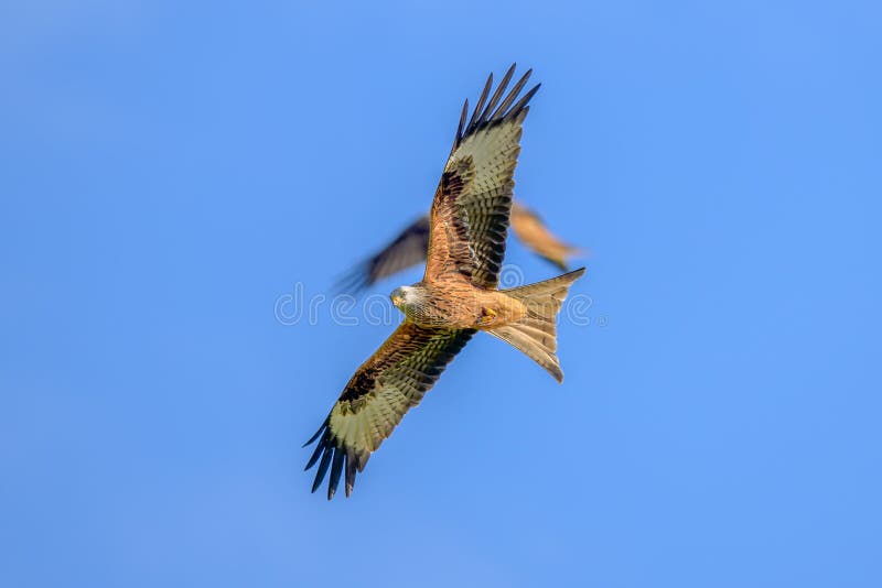Red Kites Flying in the Blue Sky Stock Photo - Image of prey, power ...