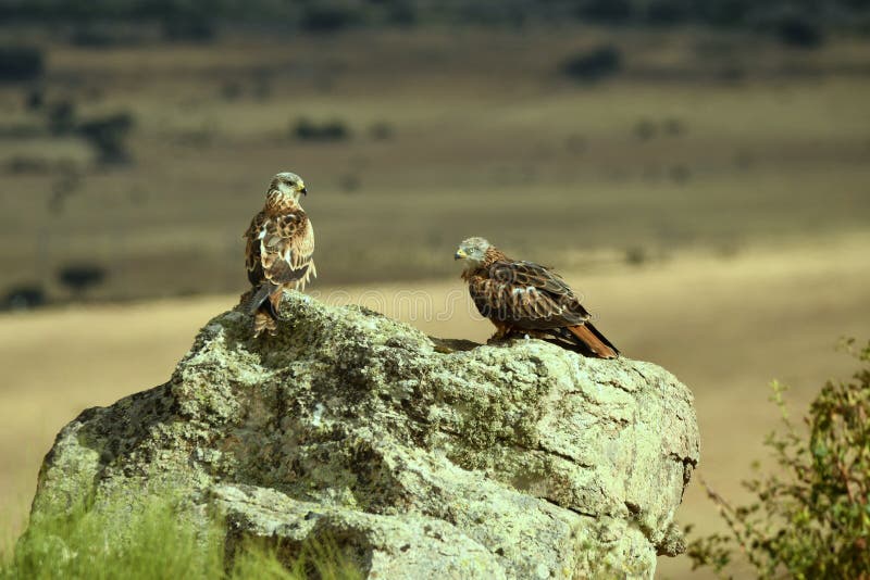 Kites Perch on a Rock in the Field Stock Image - Image of animals, bird ...