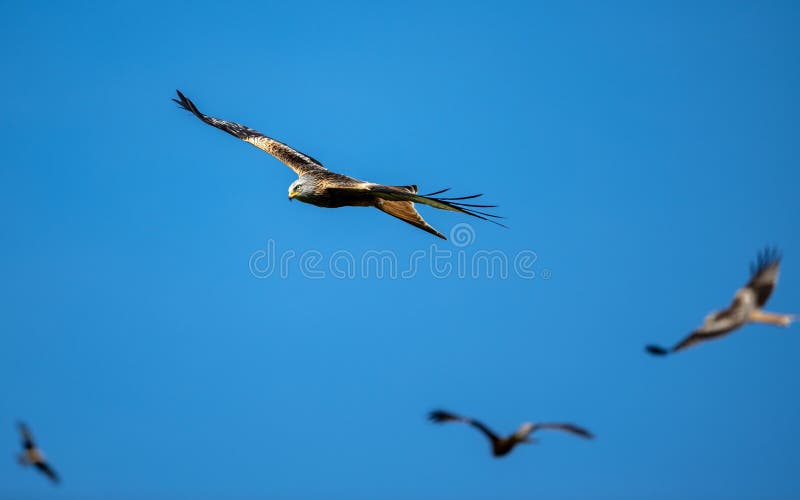 Red Kites Soaring in a Clear Blue Sky Stock Photo - Image of majestic ...