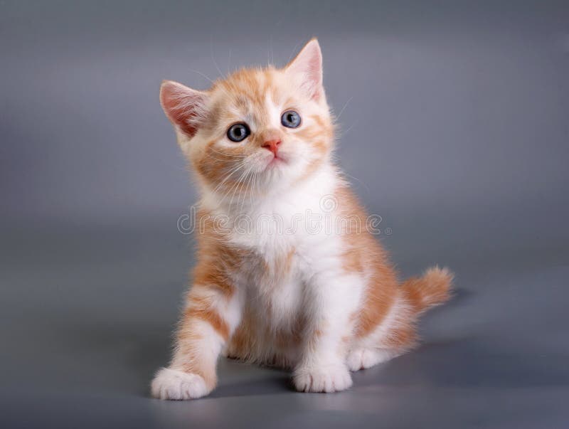 Red kitten stock image. Image of nature, background, kitten - 10160997