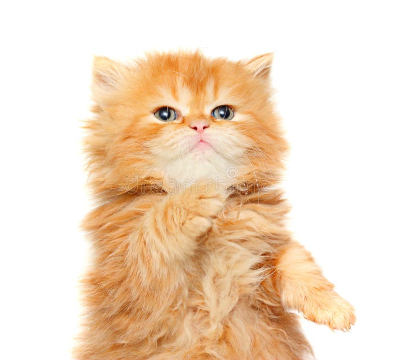 Red kitten stock image. Image of puss, small, animal - 18062537