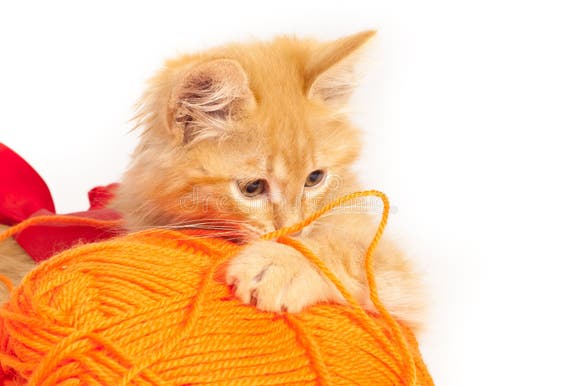 Red kitten stock photo. Image of cute, feline, looking - 24585028