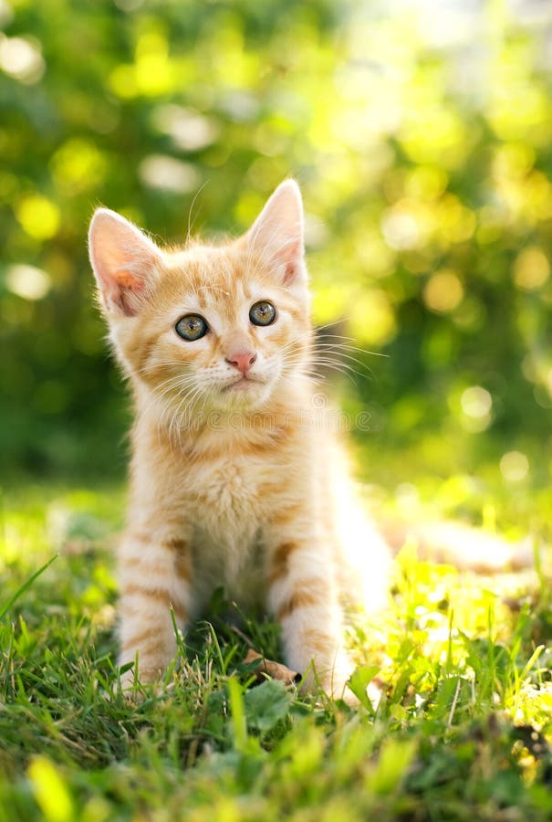Red kitten stock photo. Image of grassland, animals, sitting - 25835260