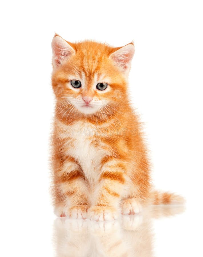 Red kitten stock image. Image of animals, studio, kitten - 17213975