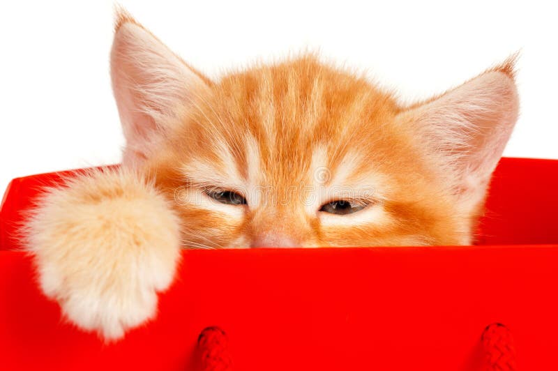 Red kitten stock image. Image of pretty, background, animal - 26036627