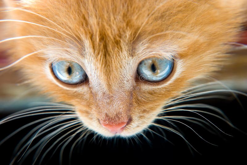 Red kitten stock image. Image of pets, cute, playful, relax - 5613425