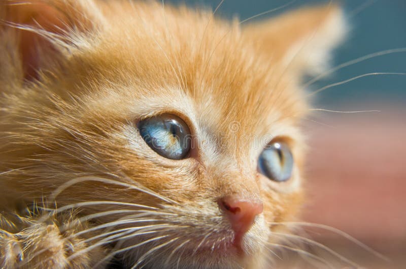 Red Kitten Picture. Image: 5651771