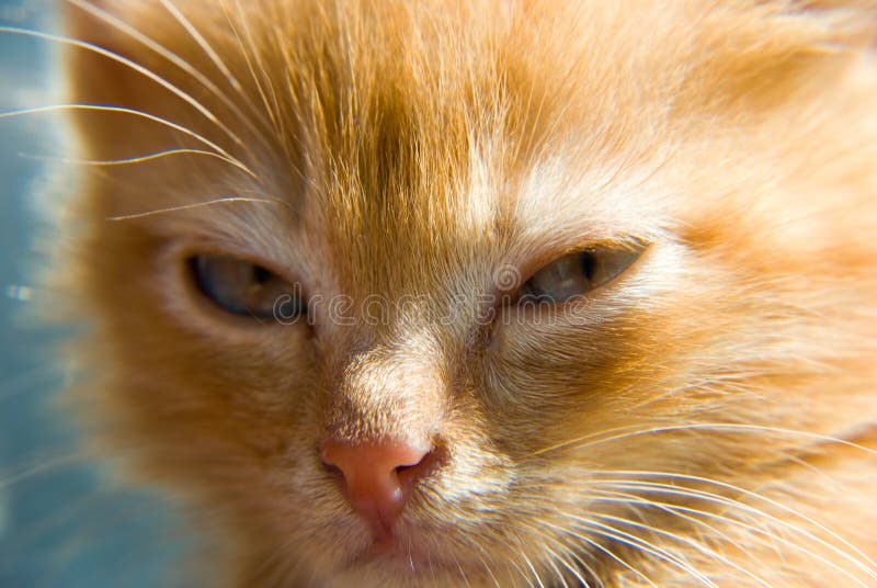 Angry Persian Cat stock image. Image of nose, close, whiskers - 5257381