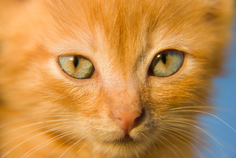 Red Kitten Picture. Image: 5711051