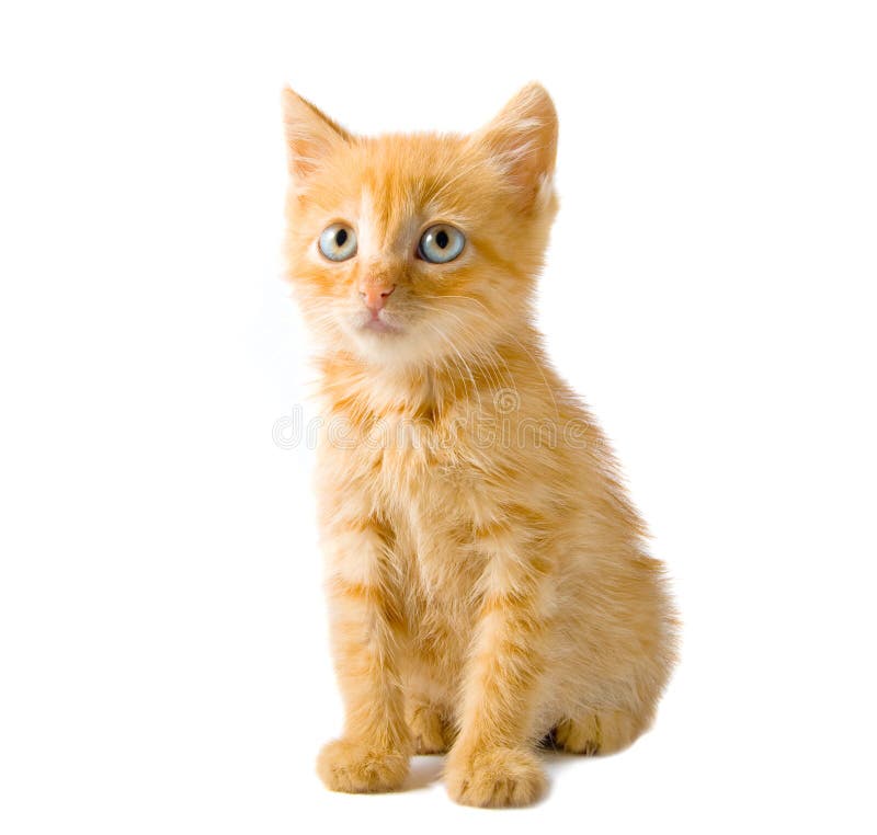 Red Kitten Picture. Image: 8736391