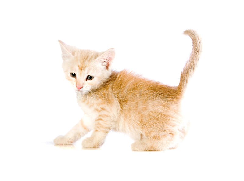 Red Kitten Picture. Image: 9416530