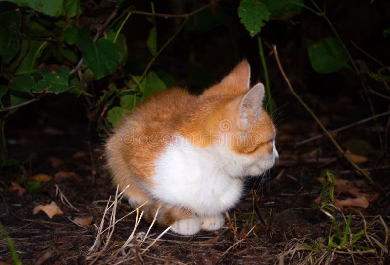 Red Kitten Cringed Under a Bush Stock Photo - Image of little, kitty ...