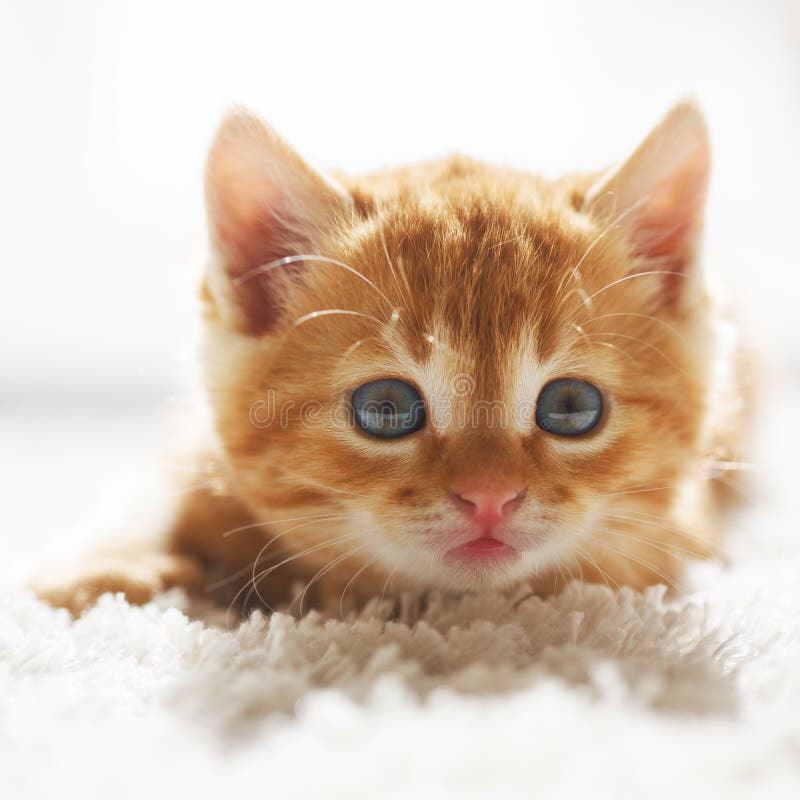 Red kitten stock image. Image of little, looking, ginger - 47564931