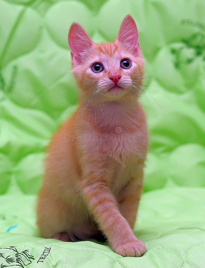 Red kitten on a green stock photo. Image of lovable, breed - 44338524