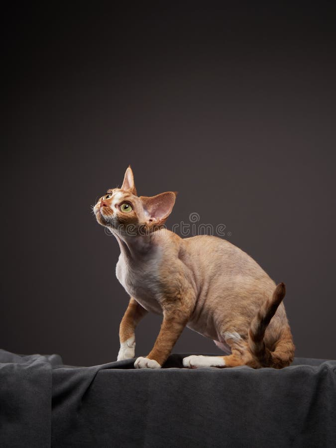 431 Black Devon Rex Cat Stock Photos - Free & Royalty-Free Stock Photos ...