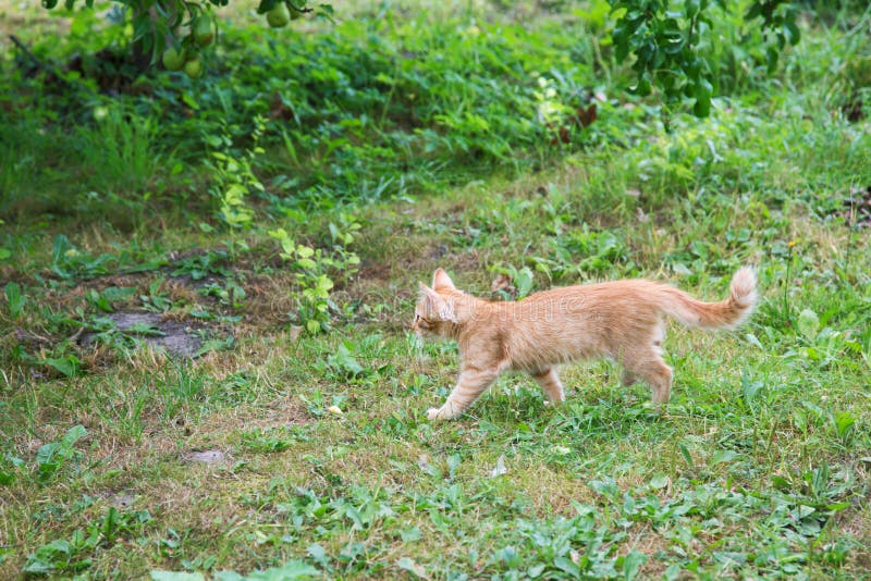 Red Kitten Hunting in the Garden Stock Photo - Image of kitty, grass ...