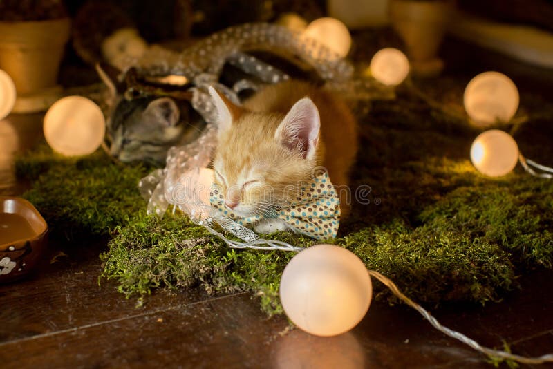 Kitten Napping with Chihuahua Stock Photo - Image of breeds, curiosity ...