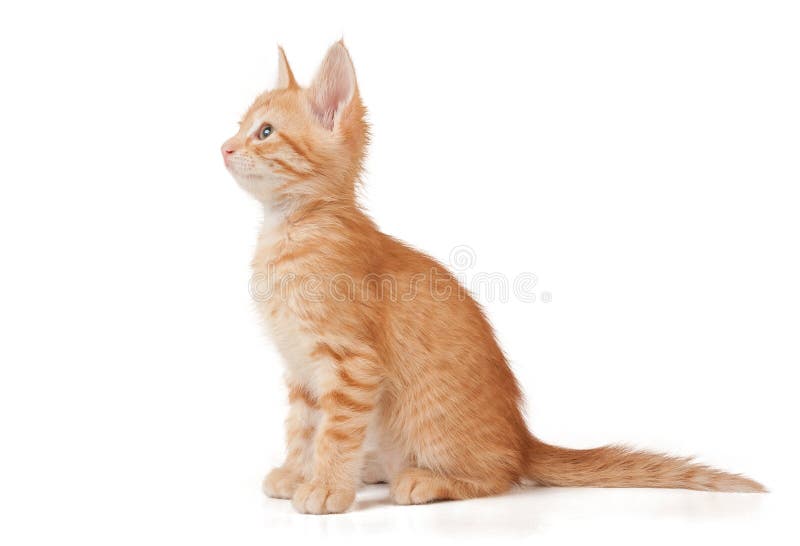 Red kitten stock image. Image of pets, baby, mammals - 42168909