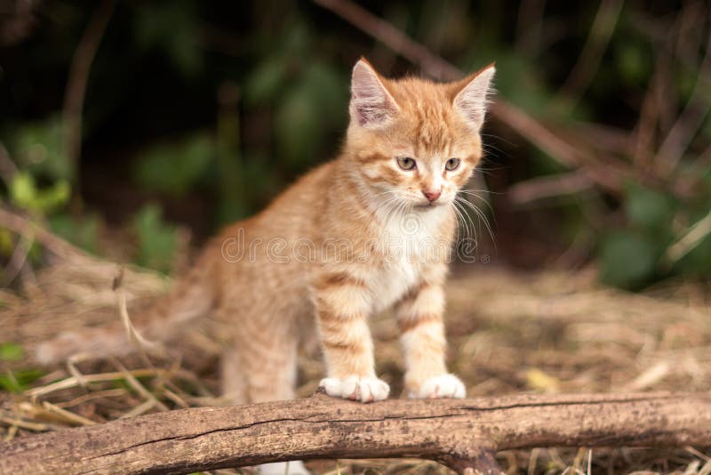 Red Kitten Outdoor stock photo. Image of kitten, world - 66045022