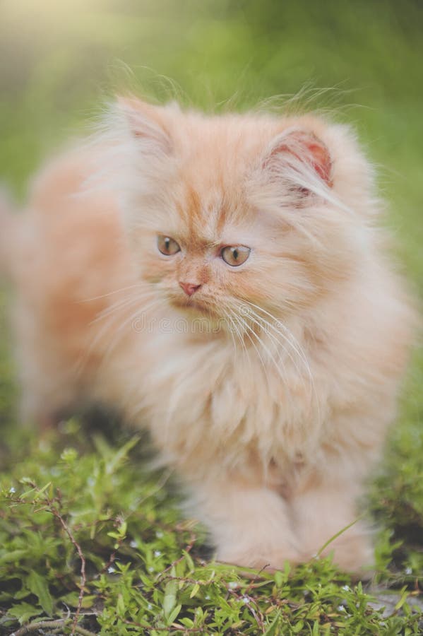 Red kitten stock image. Image of feline, longhair, alertness - 100744669