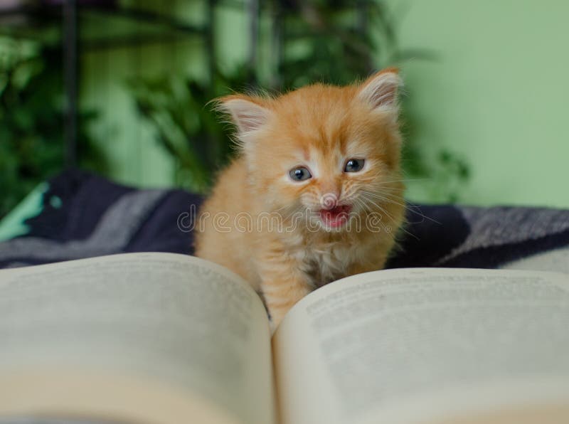 Red Kitten is Reading a Book Stock Photo - Image of portrait, kitty ...
