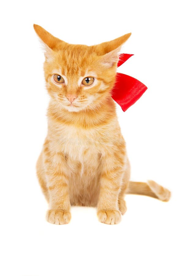 Red kitten with ribbon stock image. Image of mammals - 76830077