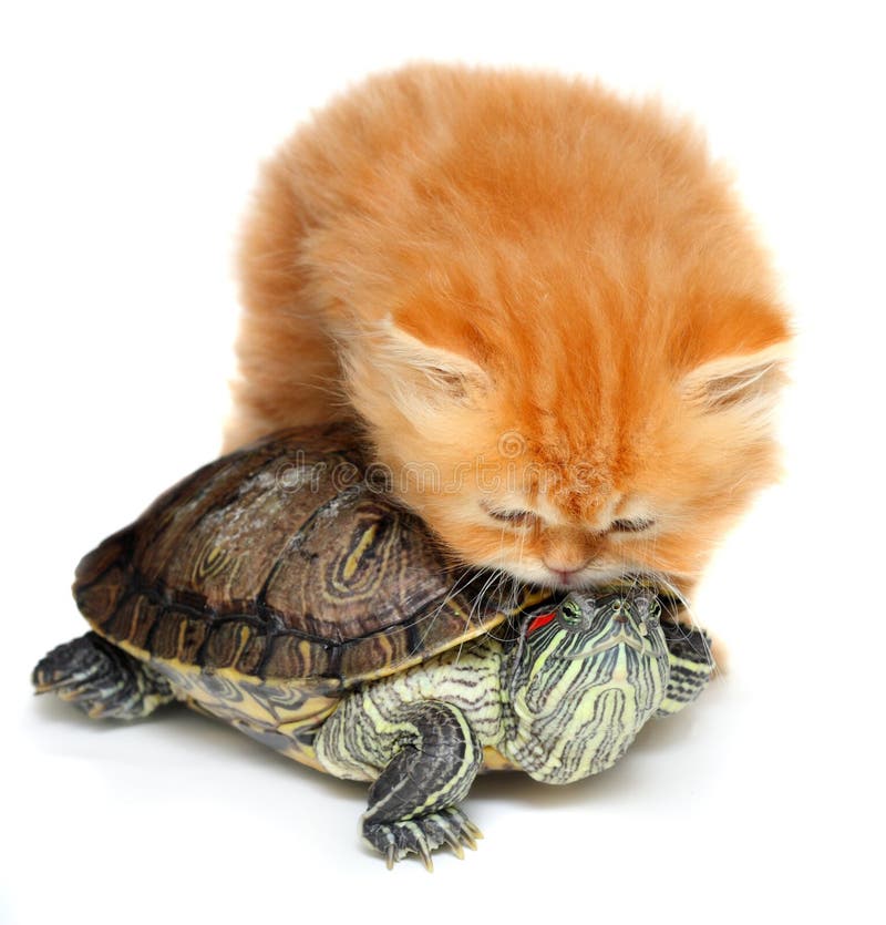 Friendly cat and turtle stock image. Image of friends, cute - 25273