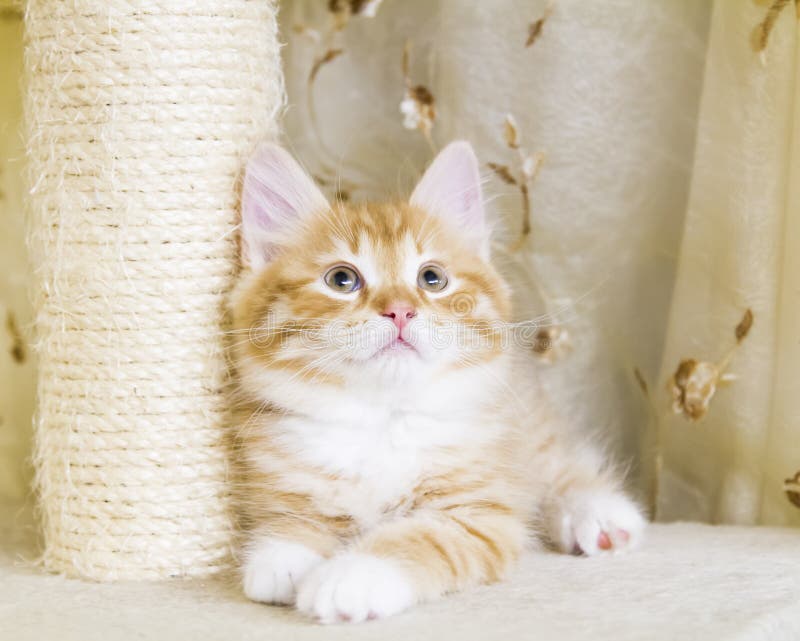Red Kitten of Siberian Breed on the Scratching Post Stock Image - Image ...