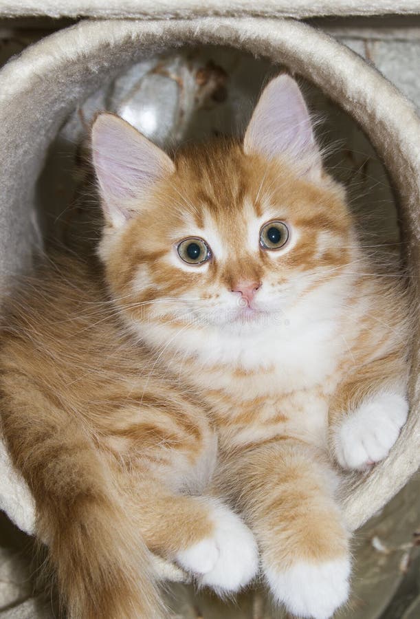 Red Kitten of Siberian Breed on the Scratching Post Stock Image - Image ...