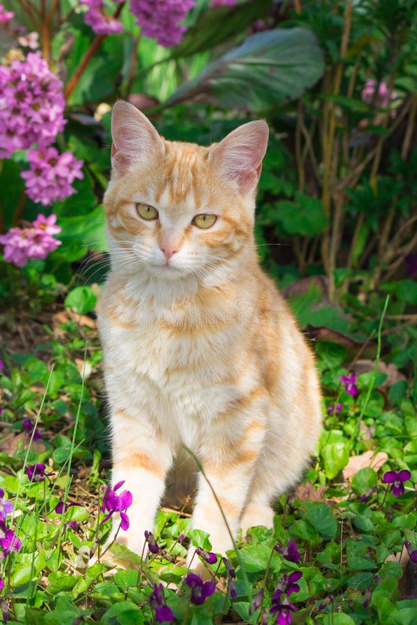 Red Kitten on Spring Flowers Stock Photo - Image of beautiful, outside ...