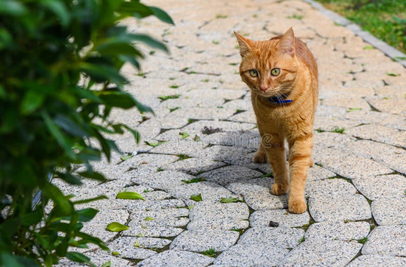 Red Kitten is Walking Along the Path in the Yard Stock Image - Image of ...