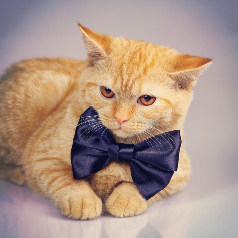 Red kitten wearing bow tie stock image. Image of lying - 85271407