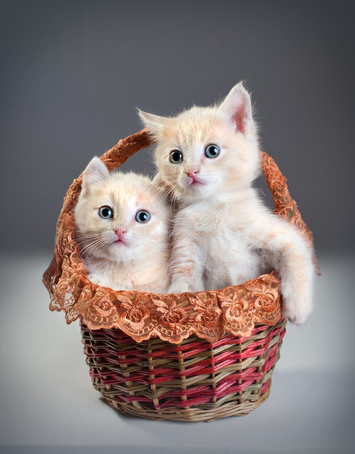 Red kittens in basket stock photo. Image of beautiful - 31341976